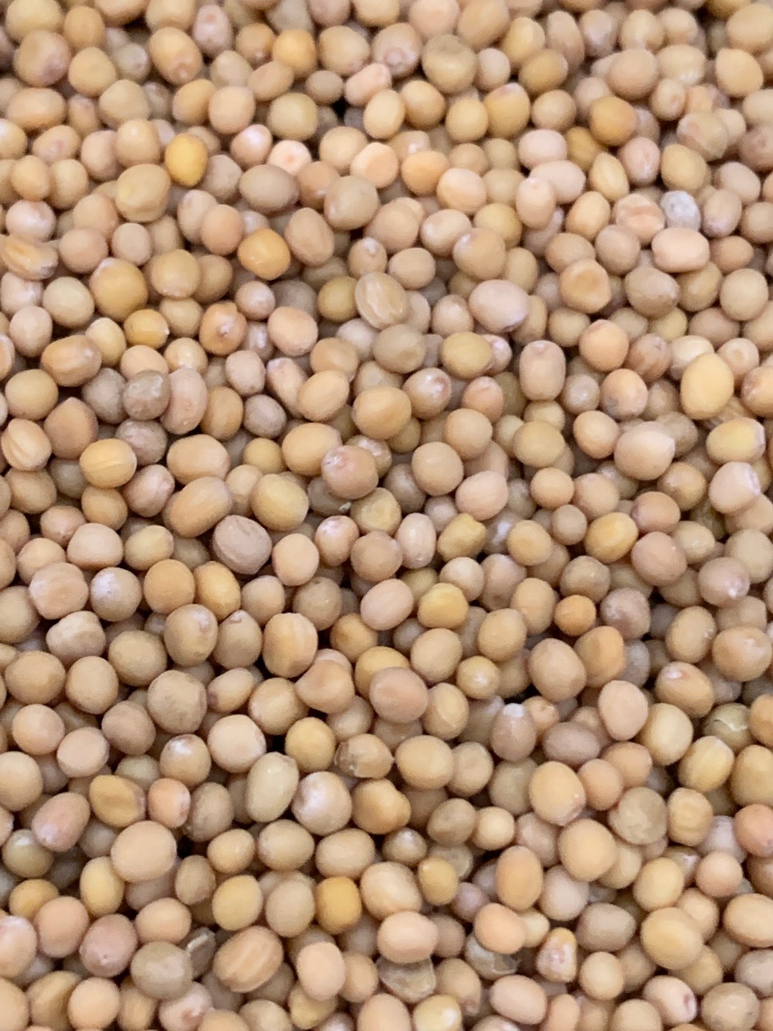 Mosterdzaad wit / Mustard seed white 350 gram ISBYNA